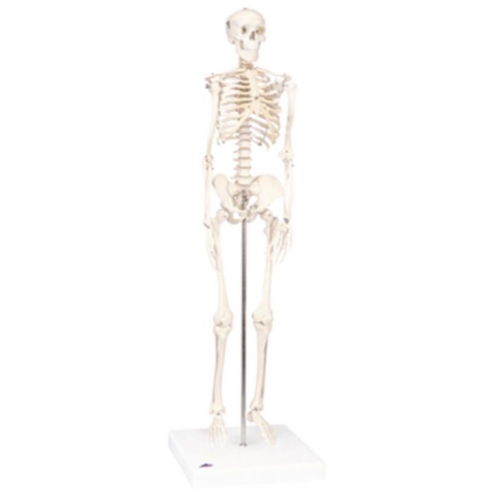 Patterson Medical Full Body Skeletal Anatomical Model — Grayline Medical