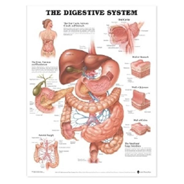 Wolters Kluwer Health Chart Anatomical Digestive System 20x26" Ea (978 ...