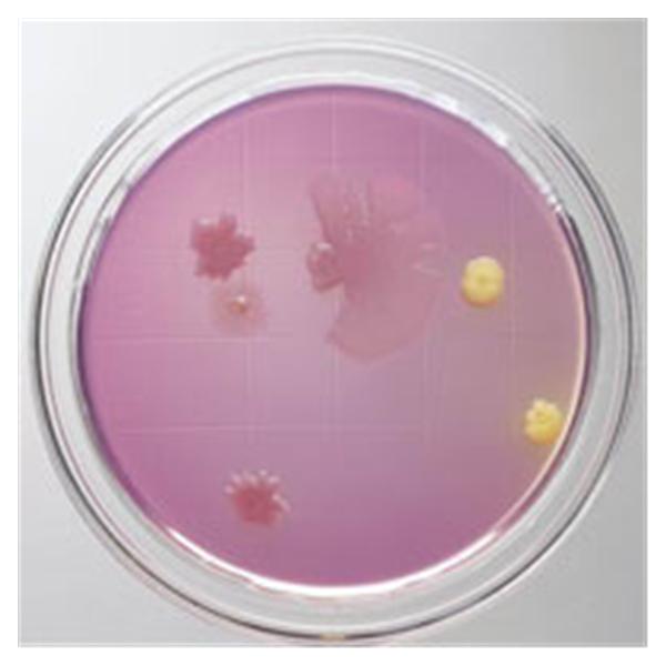 Healthlink Culture TSA: Trypticase Soy Agar Deep Fill Plate 10/Pk ...