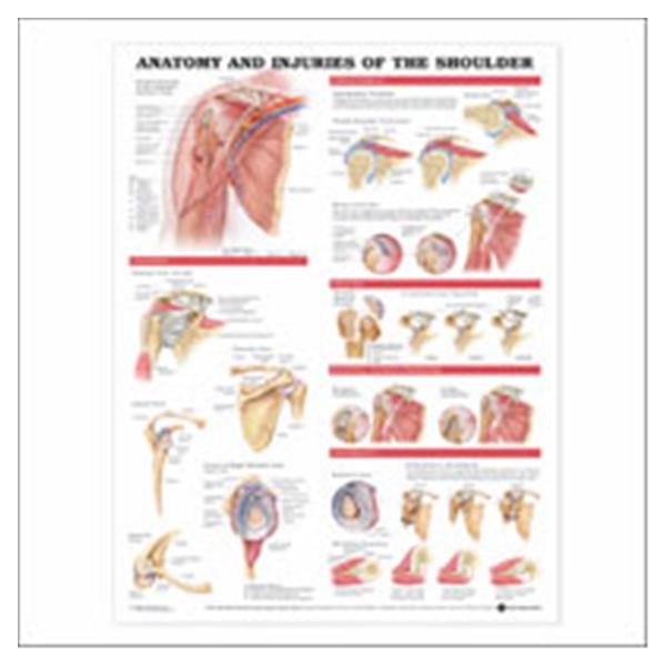 Wolters Kluwer Health Chart Anatomical Anatomy and Injuries of the Sho ...