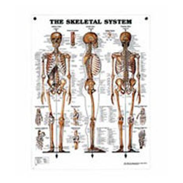 Nasco Company Chart Set Anatomical Systems 20x26" Ea — Grayline Medical