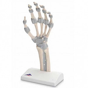 American 3B Scientific Functional Hand and Wrist Model - Hand and Wris ...