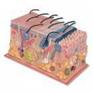 American 3B Scientific MEDart Human Skin Model - MEDart Human Skin Mod ...