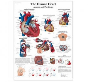 Amer 3B Scientific Human Heart Anatomy Charts - Human Heart Chart, 125 ...