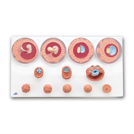 Embryonic Development Model Embryonic Development Model in 12 Stages ...