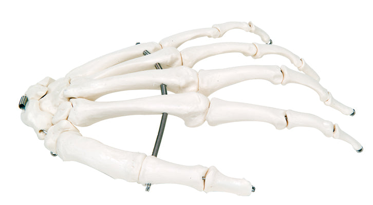 FEI Anatomical Model - Loose Bones, Hand Skeleton (wire) | Unbreakable ...