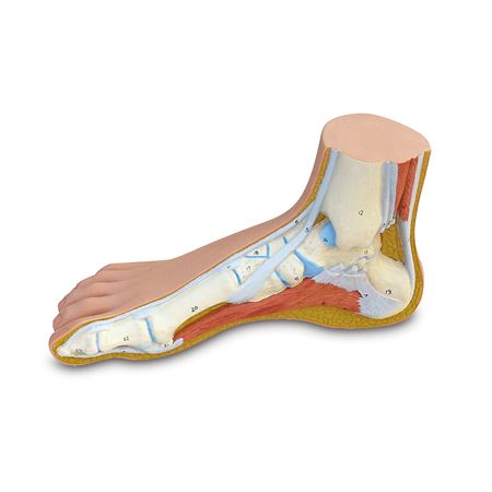 Human Foot Anatomical Models Foot Skeleton Model with Ligaments ...