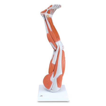 Muscled Leg and Arm Models Muscled Arm Model - 3/4 Life-Size - 6-Part ...