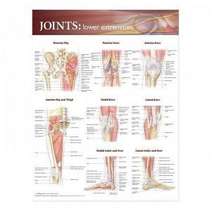Wolters Kluwer Joints of the Lower Extremities Anatomical Chart - Join ...