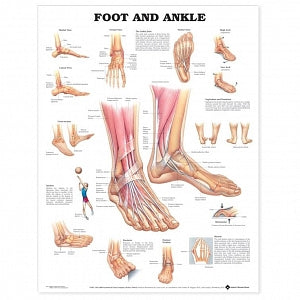 Wolters Kluwer Foot and Ankle Anatomical Charts - Foot and Ankle Anato ...
