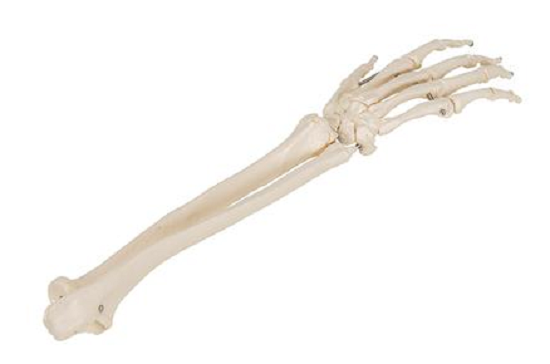 American 3B Sci Hand Skeleton w/Ulna and Radius - Hand Skeleton Model ...
